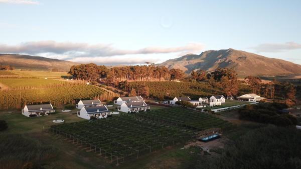 Endless Vineyards At Wildekrans Wine Estate - Bot River