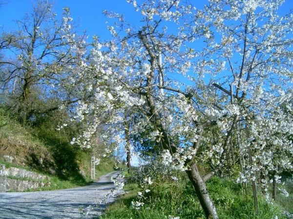 B&b Casa Rosella - Country House - Subiaco