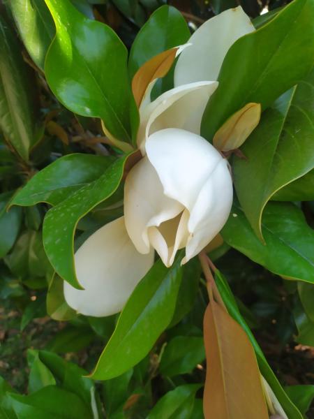 Magnolia House - Policoro