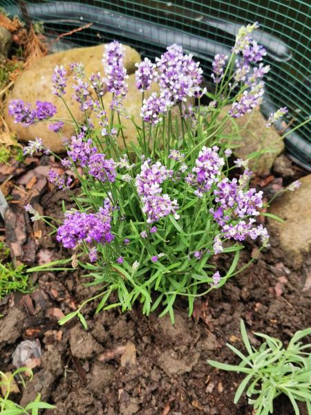 Lawendowy Zakątek - Polen