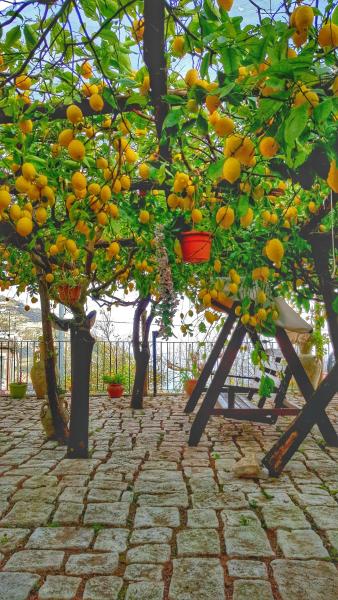 Il Limoneto Di Lulù, Holidays Among The Lemon Trees - Province of Salerno