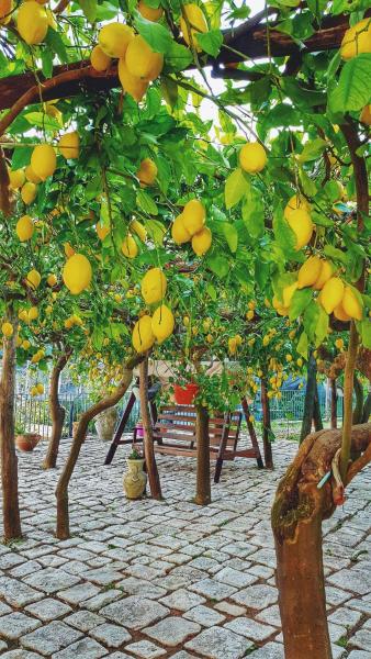 Il Limoneto Di Lulù, Holidays Among The Lemon Trees - Maiori