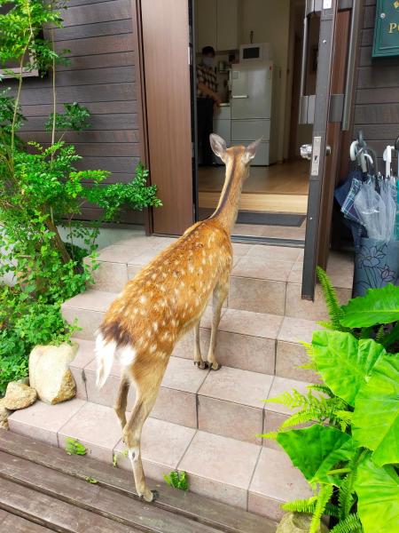 Deer Hostel - 外国人向け - 日本人予約不可 - Nara