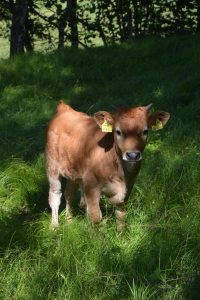 Graslandhof - Österreich