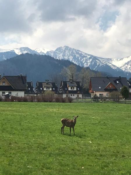 شقة مطلة على الجبل Apartament 3 Pokojowy Aneks Kuchenny 3 łAzienki Pobyt Na Termach Dla 2os, Gratis - Zakopane