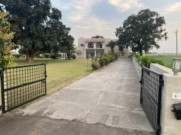 Mango Grove Farm - Punjab
