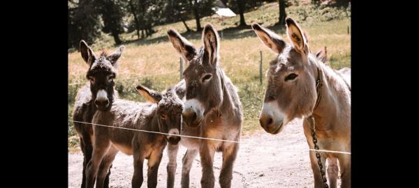 Ranč Stojnšek - Slovénie