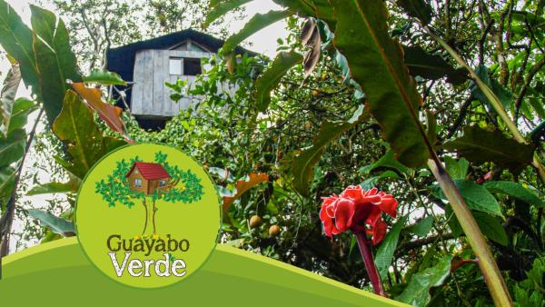 Guayabo Verde - Équateur