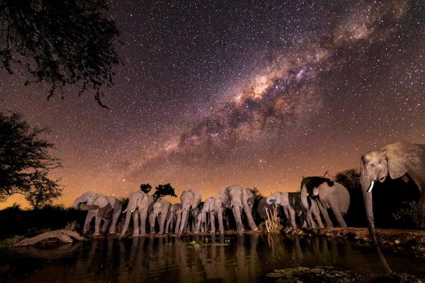 Antares Bush Camp & Umgede Hide - Phalaborwa