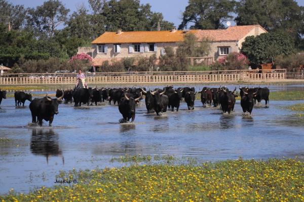Manade Des Baumelles - Camargue