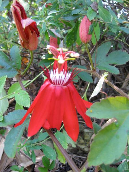 Hotel Three Monkeys - Costa Rica