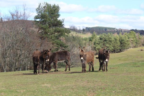 Gite à La Ferme - Puy-de-Dôme