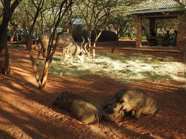 462 Bosbok Chalets - Marloth Park