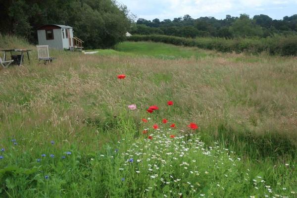 Little Idyll Shepherds Hut - Tarporley