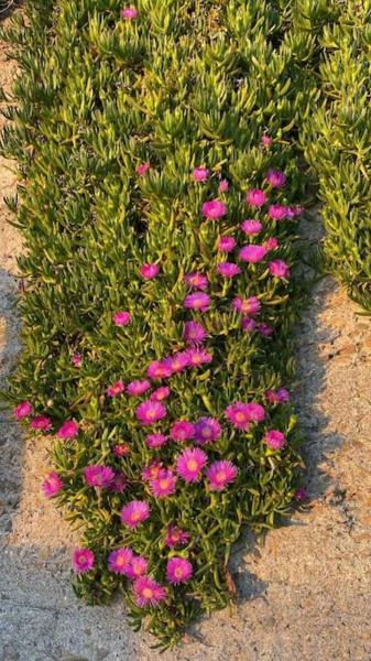 Cà Dei Pòi - Loft Stella Marina - Manarola
