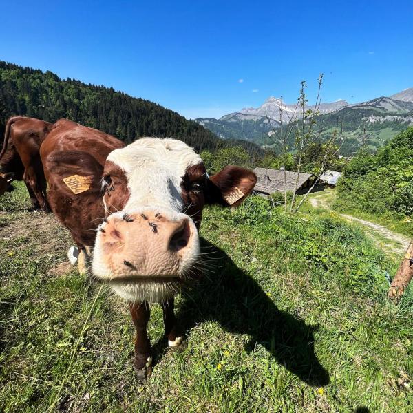 Chez Francine - Rhone-Alpes