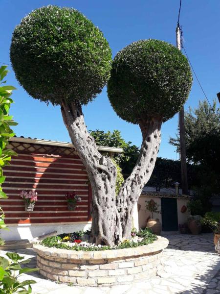 Flowers Studios - Corfu