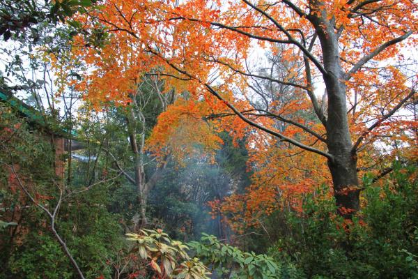 Koko Guesthouse - Two Bedroom Option - Dandenong Ranges