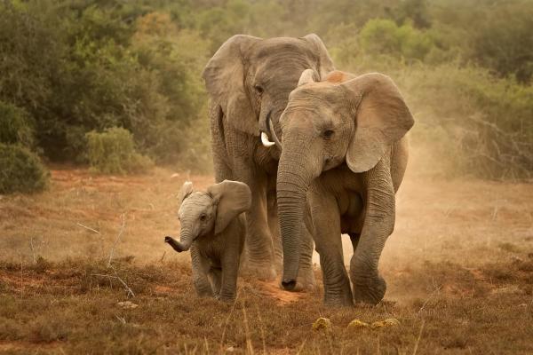 Riverbend Lodge - Addo