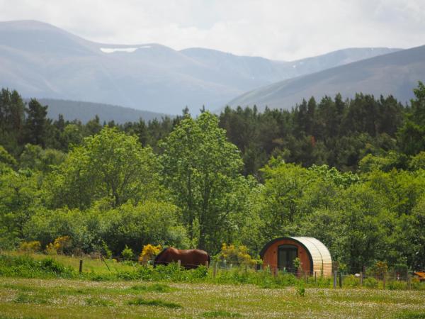 Ptarmigan - 애버딘셔
