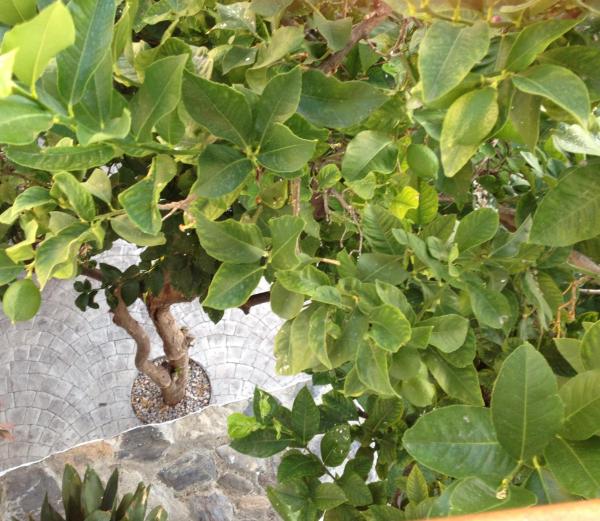 Casa El Limonero - Lanjarón