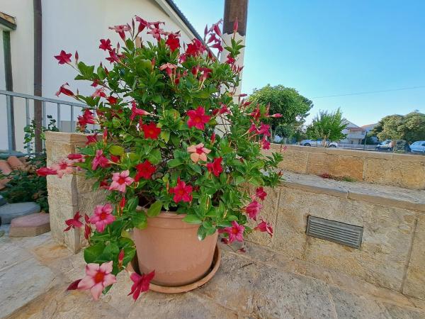 Flos Carmeli - Sukošan