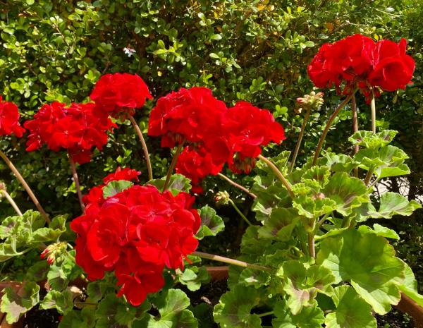 Appartamento "Il Geranio" - Campania