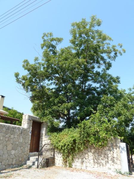 Farm House - Kyrenia