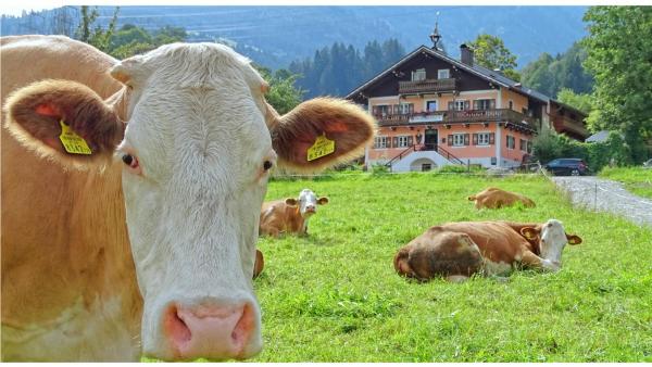 Ferienwohnung "Edelweiß" - Austria