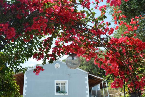 Afroditi First Floor Apartment - Corfu