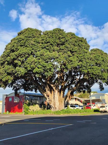 Landmark Manor - Taranaki