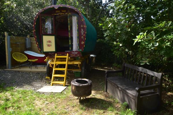 Gypsy Sunrose - Cornwall