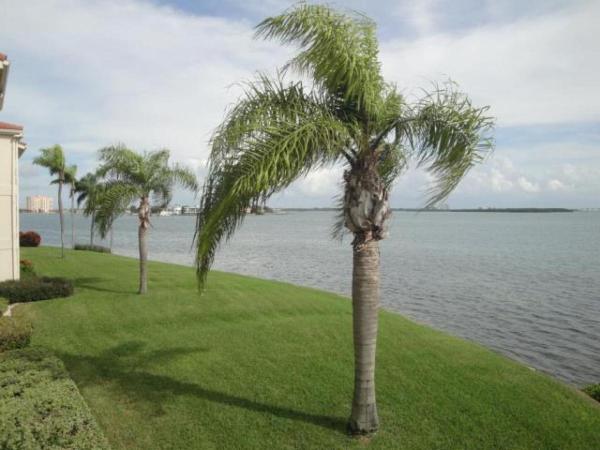 Palma Perfect Florida Getaway - St. Petersburg, FL