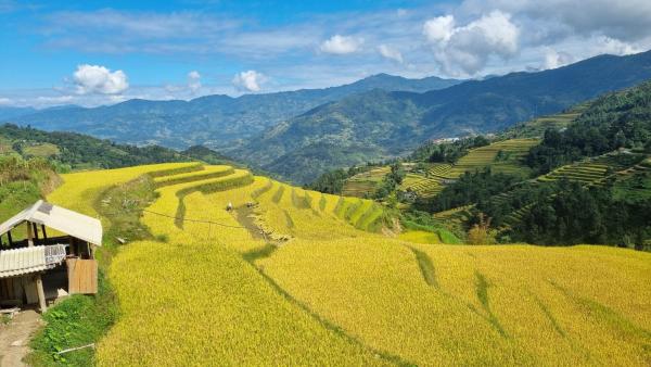 Riz D'or Ermitage - Hoang Su Phi - Ha Giang
