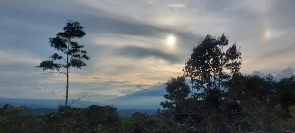 Estancia Café Cosecha Real - Silvania