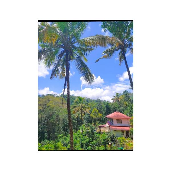 Athens Cottage - Munnar