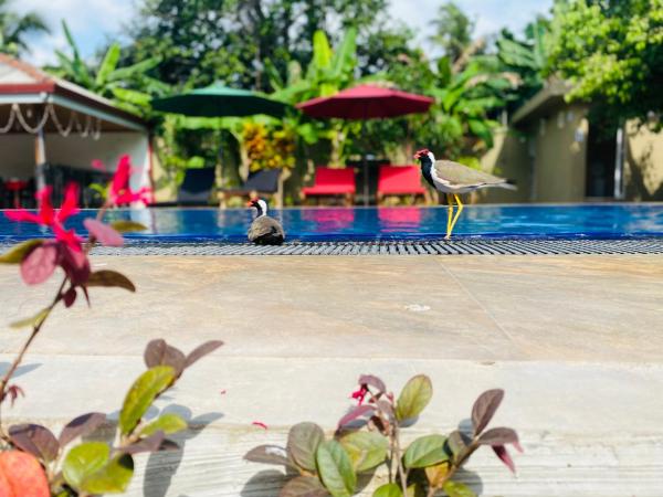 The Kingslayer Resort - Sri Lanka