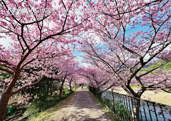 Shobuzawa Log - Shimoda