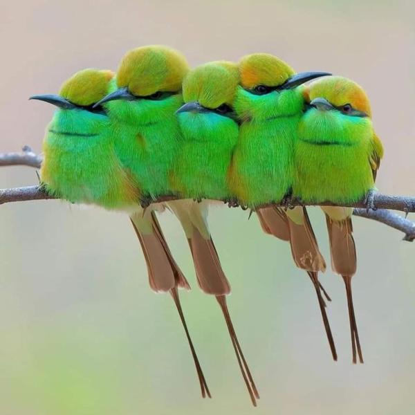 Landlust Guesthouse B&b Amsterdam Area Purmerend - Purmerend