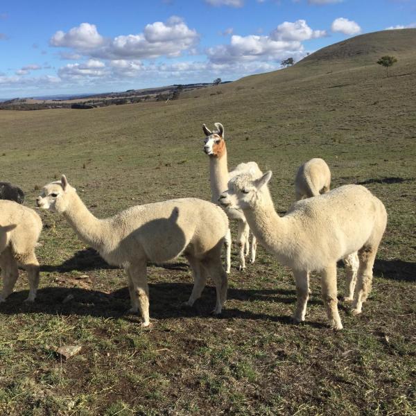 Goulburn Alpaca Farm Stay - Goulburn