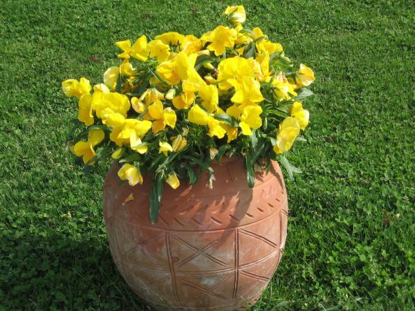 Vila Kosta City Center Port - Ohrid