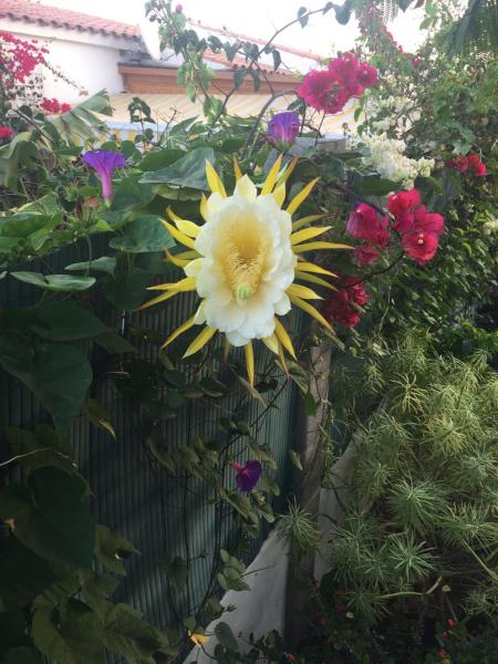 Très Beau Bungalow,jardin Tropical, Renovation Ete 2020 - Gran Canaria