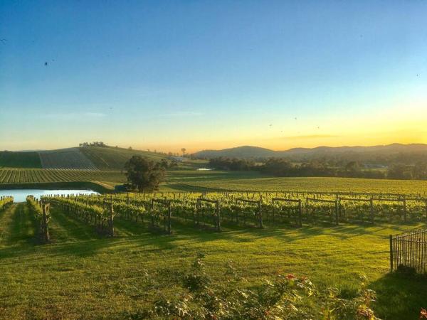 Mount Hope Estate Vineyard - Yarra Glen