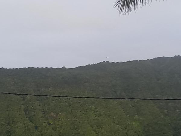Le Dodo - Réunion