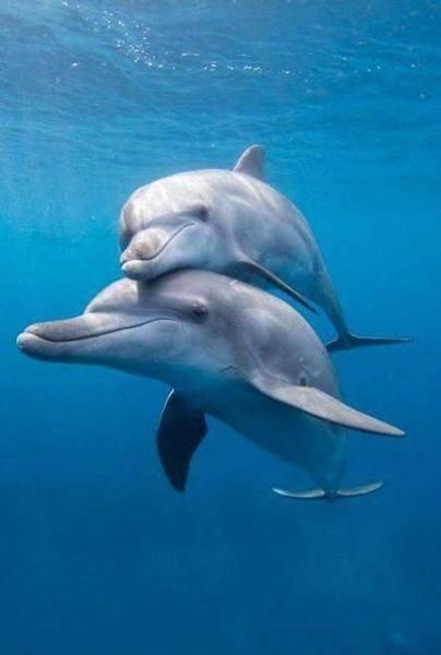 Dolphin Beach Get Away - Baja California