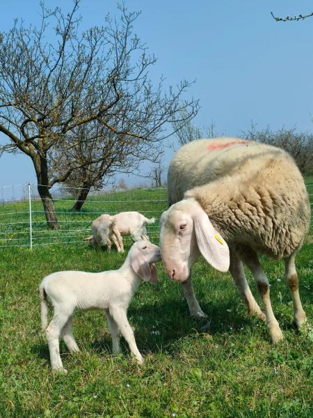 B&b Naturin - Eco Farm - Chivasso