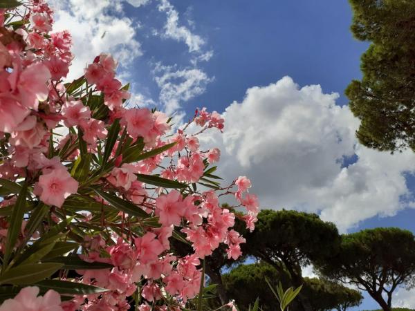 Romea Family Camping - Ravenna
