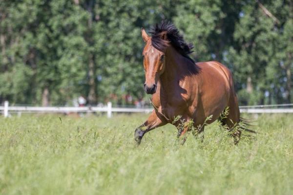 Pferdeidylle Direkt Neben Berlin In Dallgow - Brandenburg