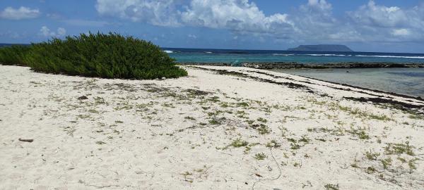 Studio Palmier - Guadeloupe