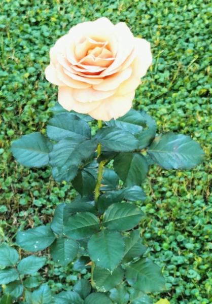 Bilocale Le Rose - Bibbona